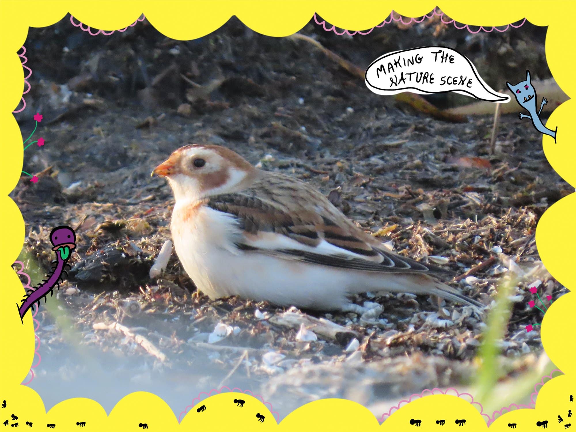 Making The Nature Scene: Outdoors is for the birds—and the humans ...