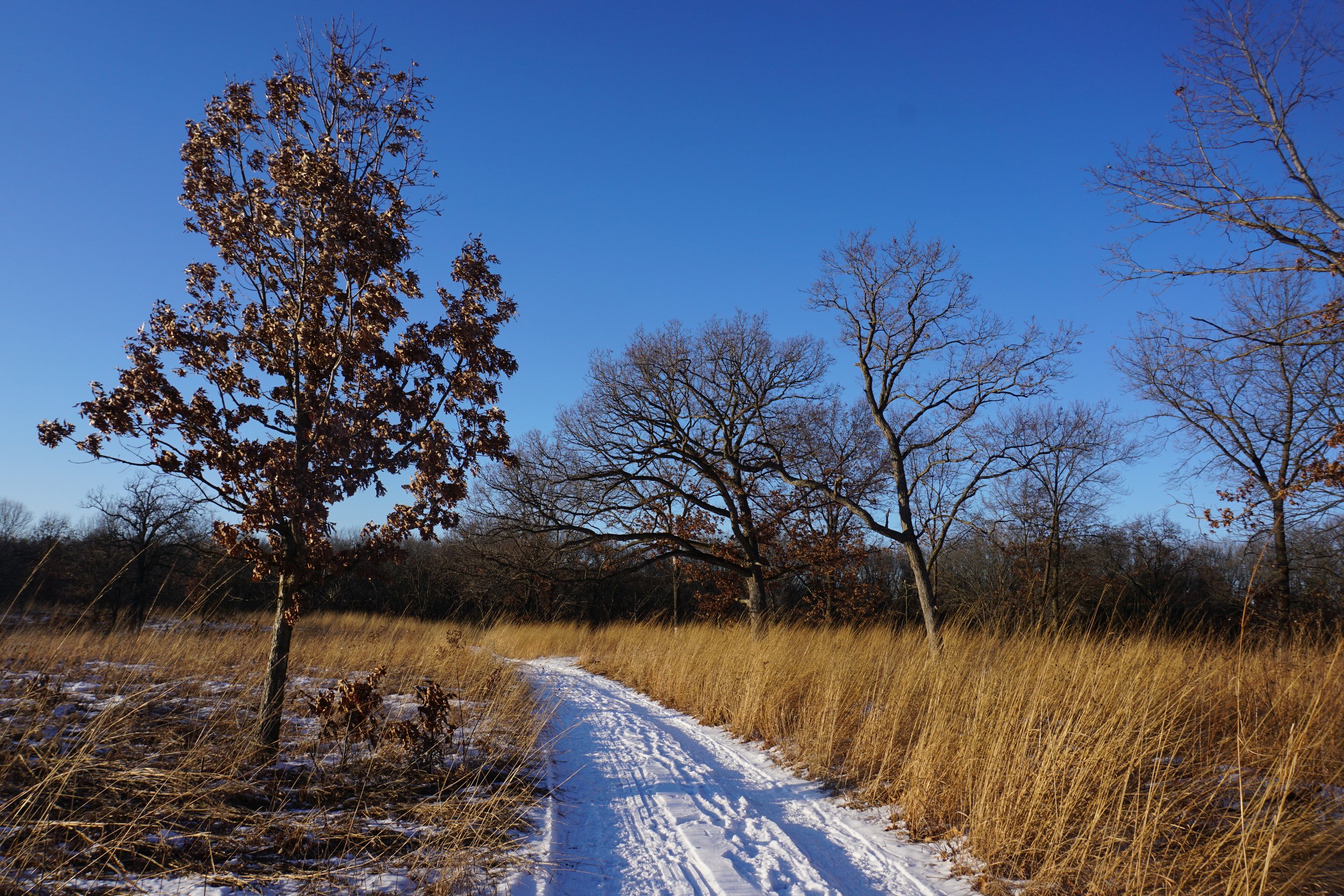 A savanna winter: Where the future begins in the past – Tone Madison
